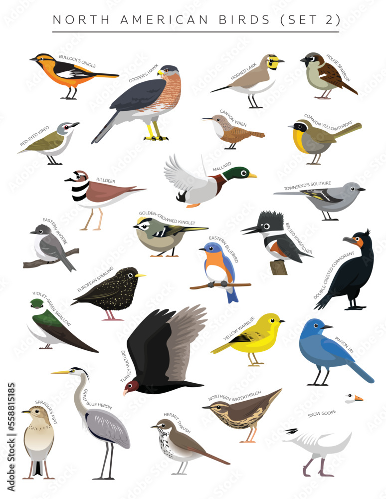 North American Birds Set Cartoon Vector Character 2 Stock Vector ...