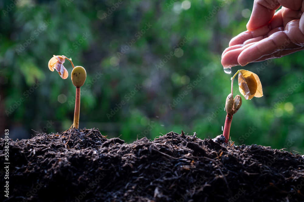 Hands of farmer growing and nurturing tree growing on fertile soil with ...