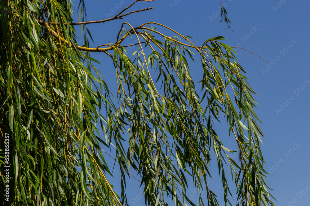 Weeping willow tree foliage background. Weeping willow branches with ...