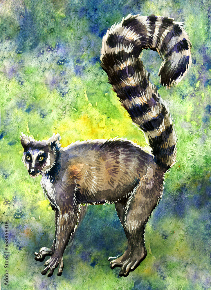 Drawing of a lemur with a striped fluffy tail. Exotic animal on a ...