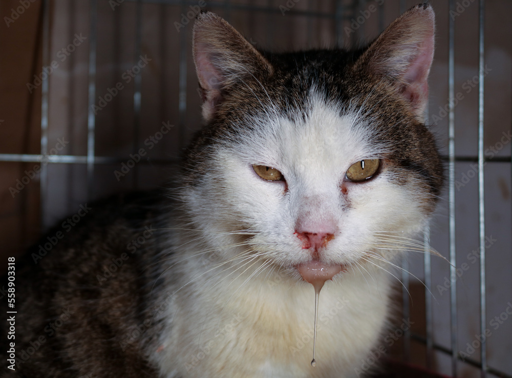 Cat in animal shelter, sick cat, poor cat, feline herpesvirus, cat in ...