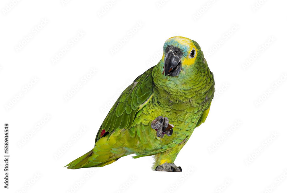 Blue or turquoise fronted Amazone parrot aka Amazona aestiva, sitting ...