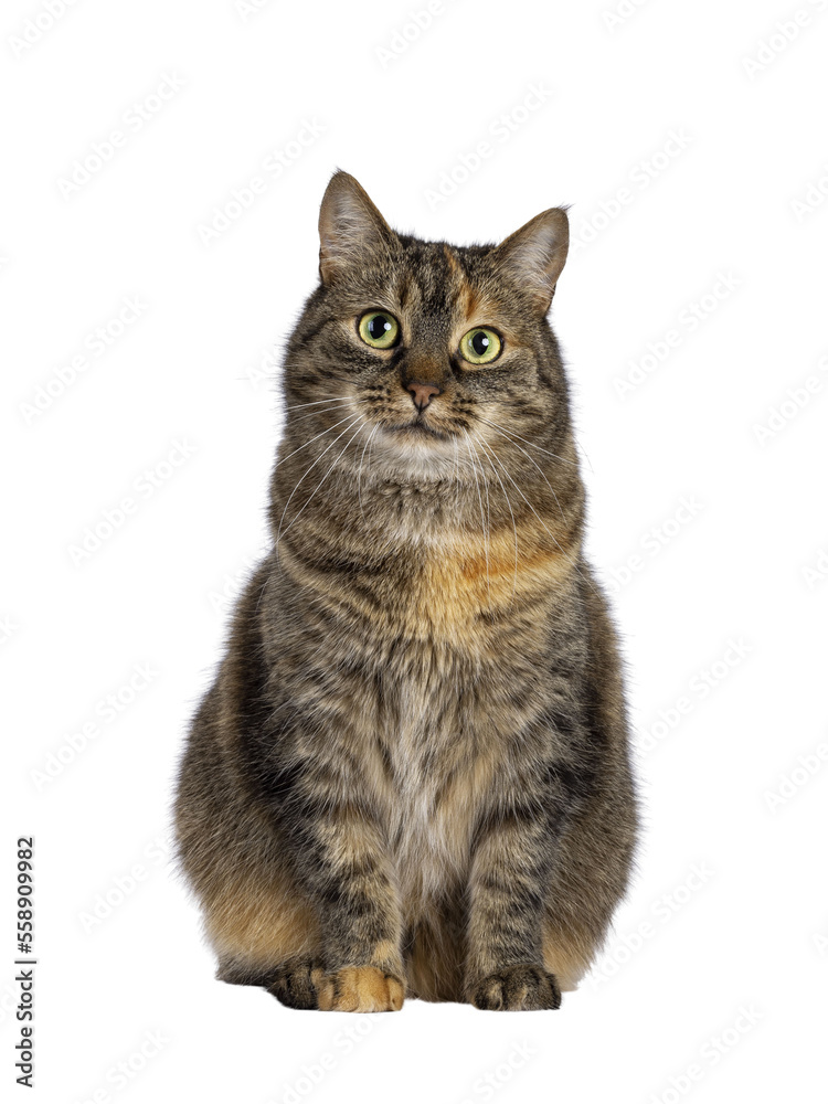 Sweet tortie house cat, sitting up facing front. Looking towards camera ...