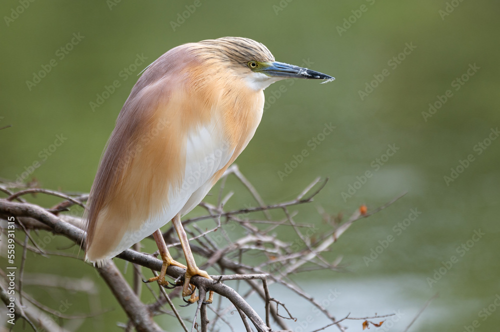 Crabier chevelu - Ardeola ralloides - Squacco Heron Stock Photo | Adobe Stock