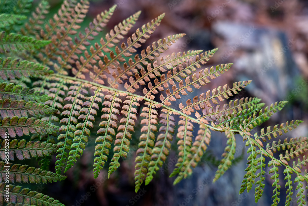 ferns texture. Ferns of green and purple color. Nature wallpaper. Green ...