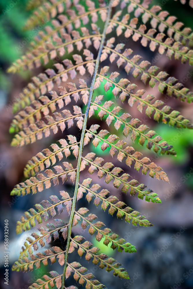 ferns texture. Ferns of green and purple color. Nature wallpaper. Green ...