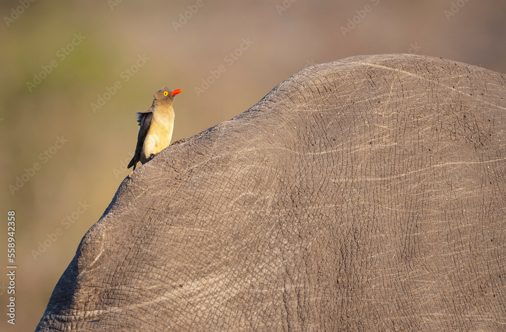 The red billed oxpecker is a passerine bird in the starling family ...