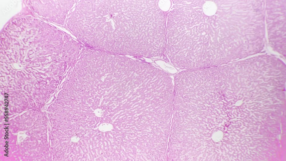 Section of human liver filmed under microscope with 40 times ...