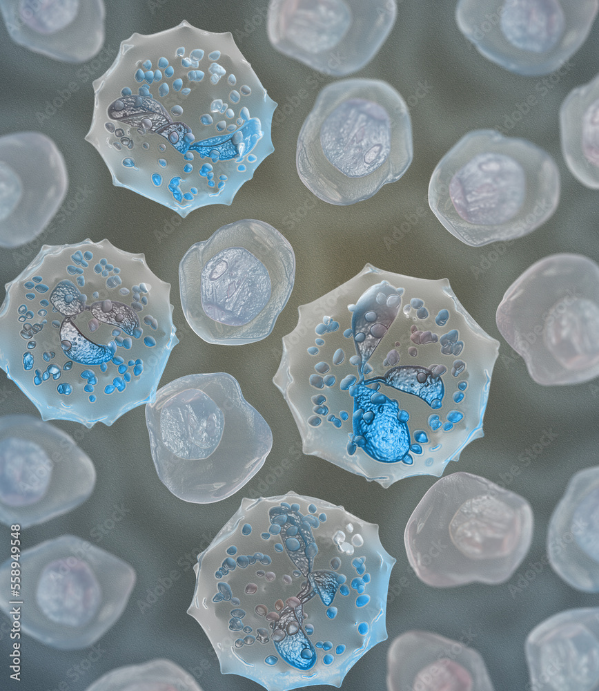 Medical science background, Neutrophil cell segmented neutrophil in ...