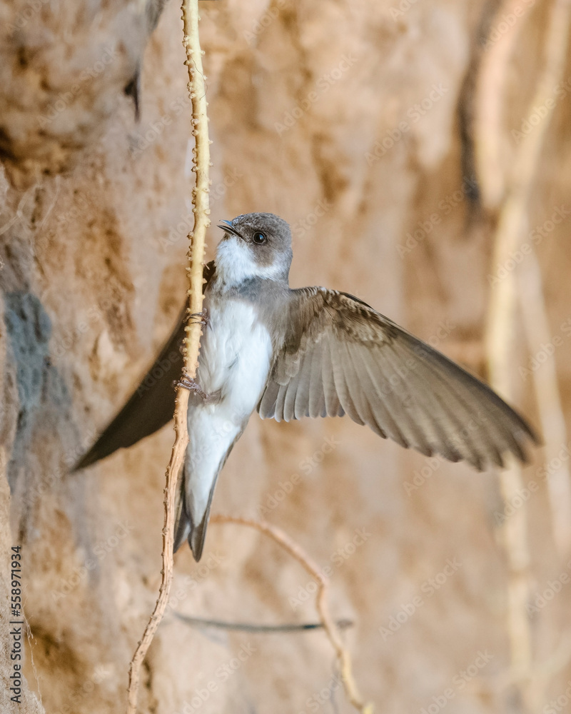 Sand martin (Riparia riparia), also known as the bank swallow migratory ...