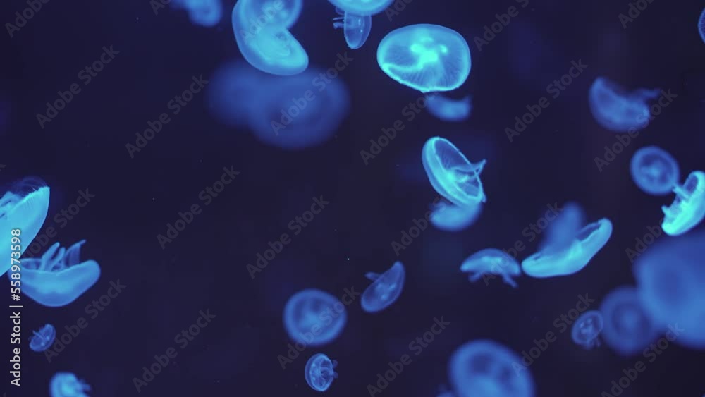 Jellyfish floating in the ocean-sea, the light passes through the water ...