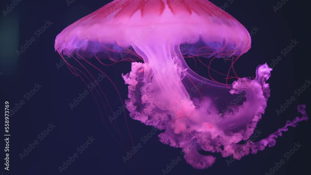 Jellyfish floating in the ocean-sea, the light passes through the water ...