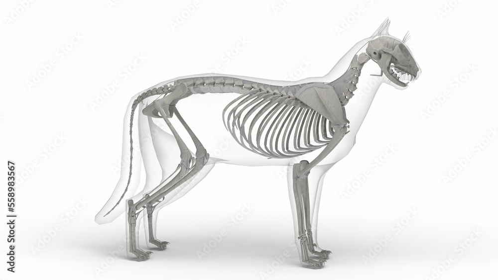 3D illustration of cat skeleton anatomy with transparent body in clean ...
