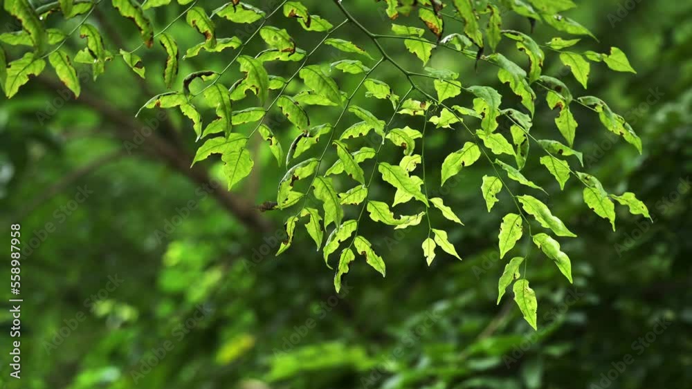 Stockvideo raining shower drop on leaf tree, close up of rainfall in ...