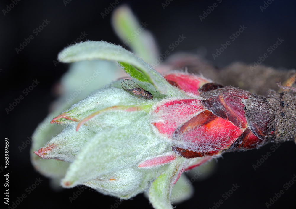 Cacopsylla melanoneura is an insect of the Psyllidae family. The pest ...