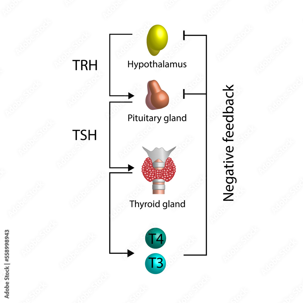 Feedback loop controlling thyroid hormone secretion into the blood ... Feedback loop controlling thyroid hormone secretion into the blood ...