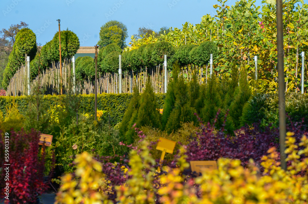 Colorful rows of flowers and bushes, trees. Nursery of trees and shrubs ...