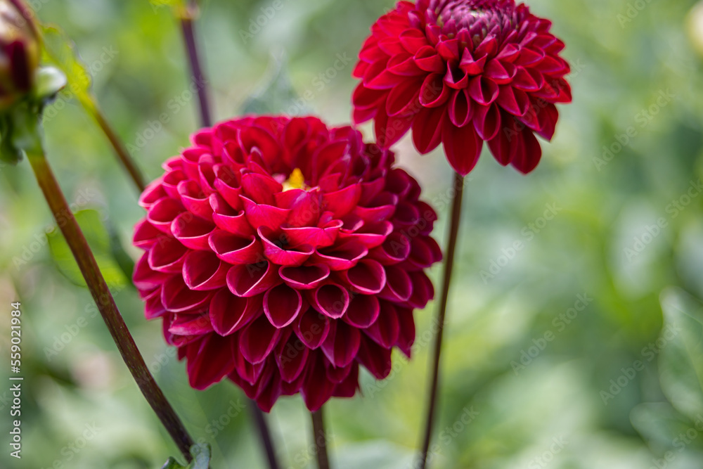 Red Dahlia Flower. It is The Official Flower Of Mexico. Also Known As ...