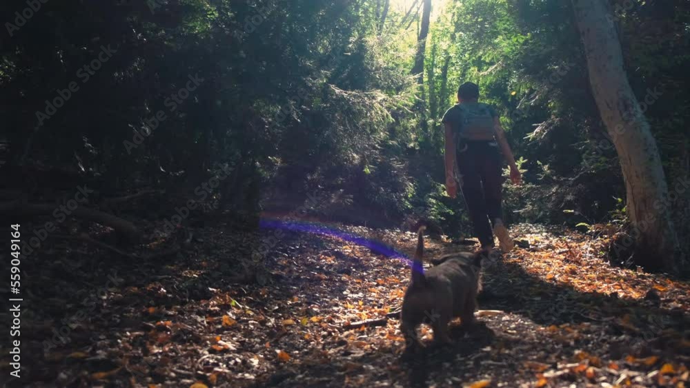 Girl walking in the autumn forest with a dog. A girl is hiking in the ...