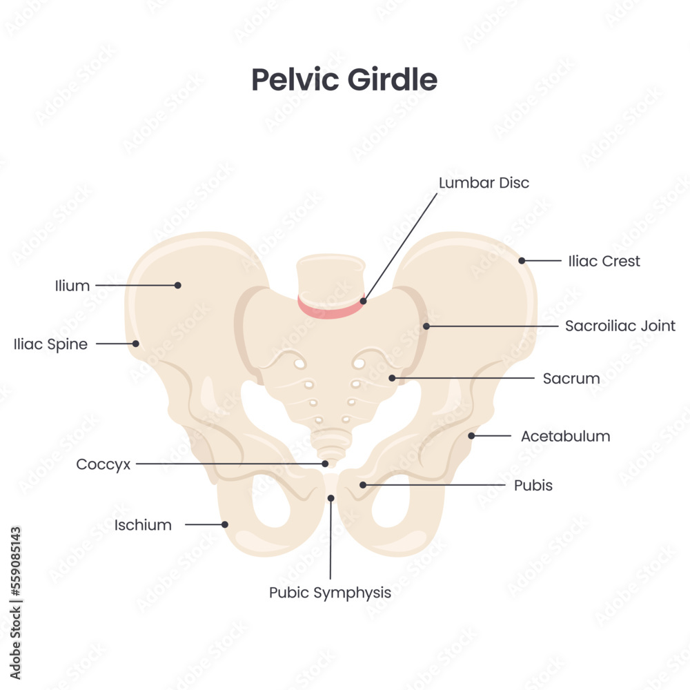 Pelvic Girdle Scientific Vector Illustration Diagram Stock Vector