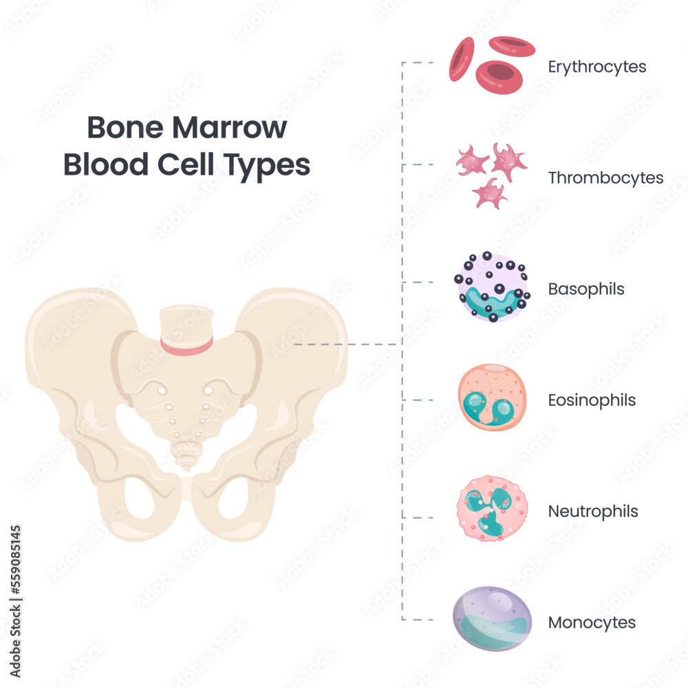 Bone Marrow Blood Cell Types scientific vector illustration Stock ...