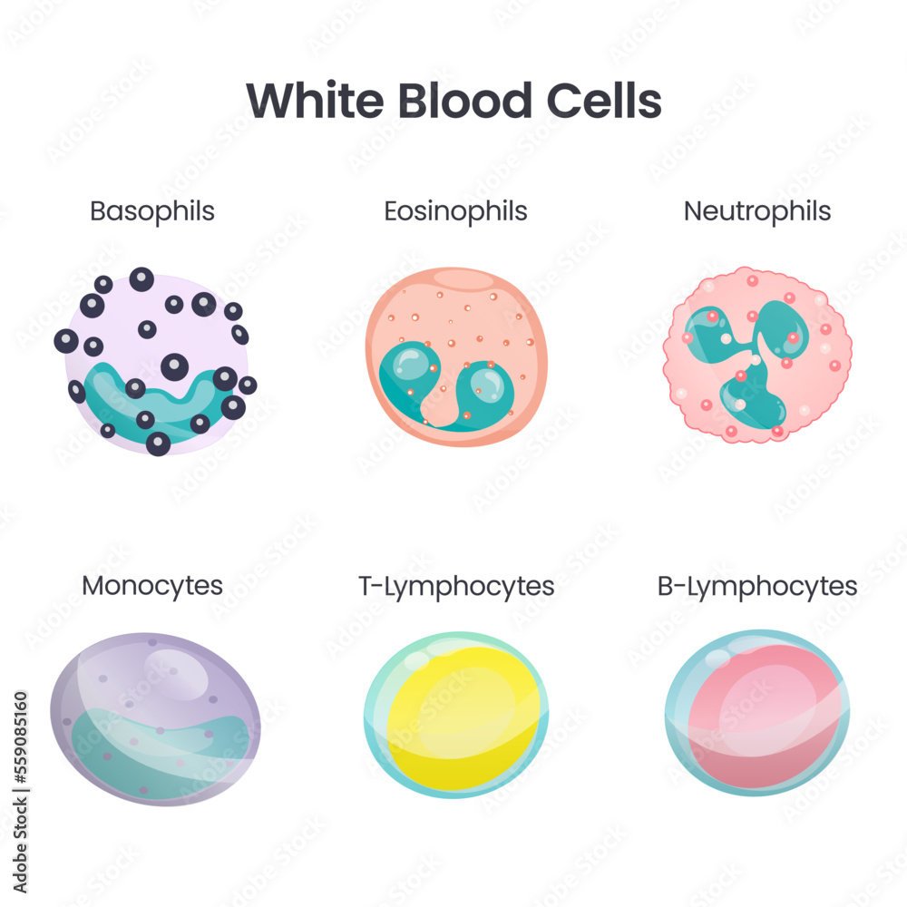 White Blood Cell scientific vector illustration infographic Stock Vector | Adobe Stock