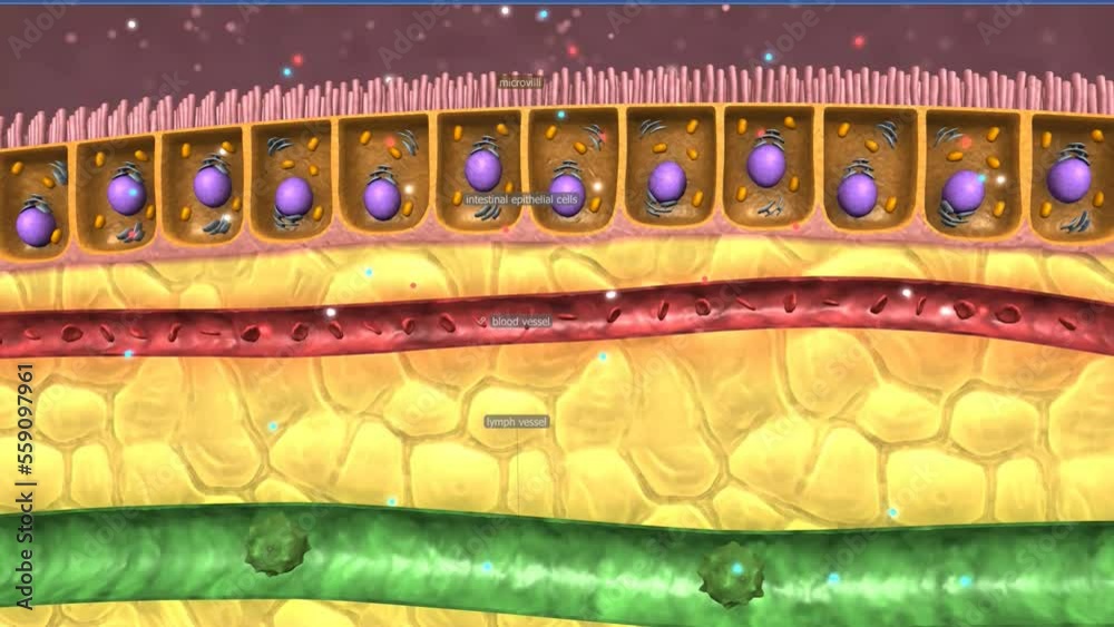 Video Stock Digestive molecules pass through cell membranes the small ...