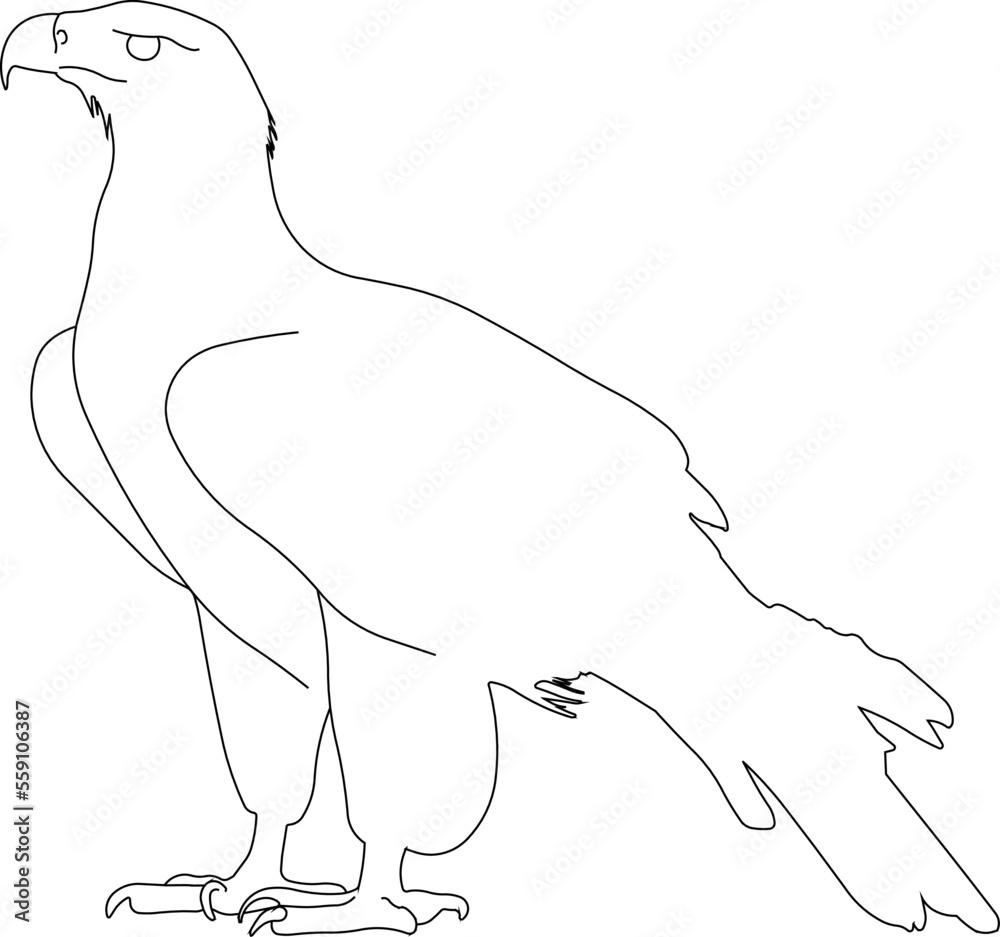 vector sketch illustration of a simple eagle drawing for kids colorin ...