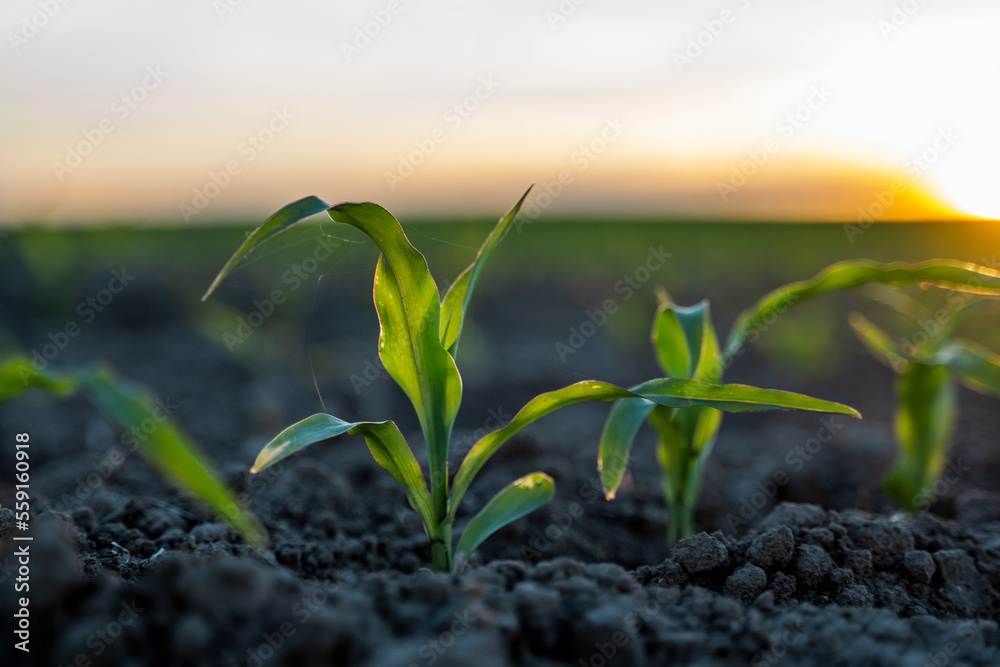 Fertile Crops