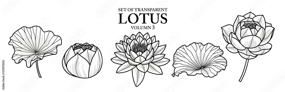 Cute hand drawn isolated black outline lotus on transparent background ...