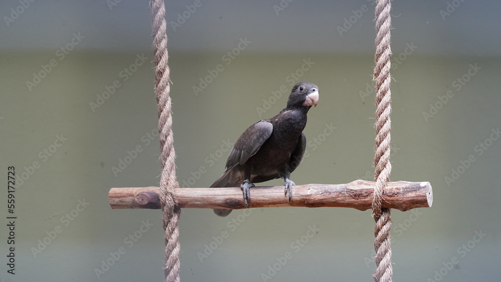 Le "Dusky Parrot", également connu sous le nom scientifique de Pionus ...