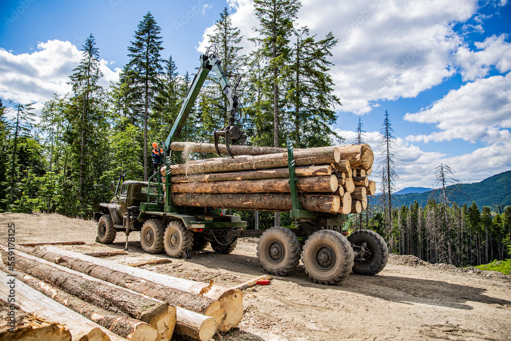 Lumberjack with modern harvester working in a forest. Forest industry ...