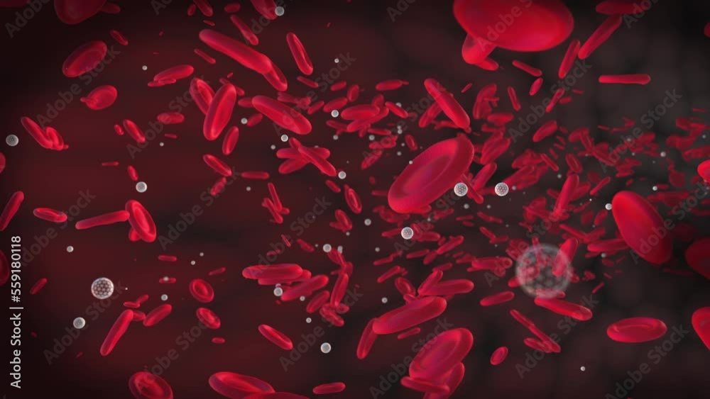 Erythrocytes in plasma move slowly randomly. White leukocytes and ...
