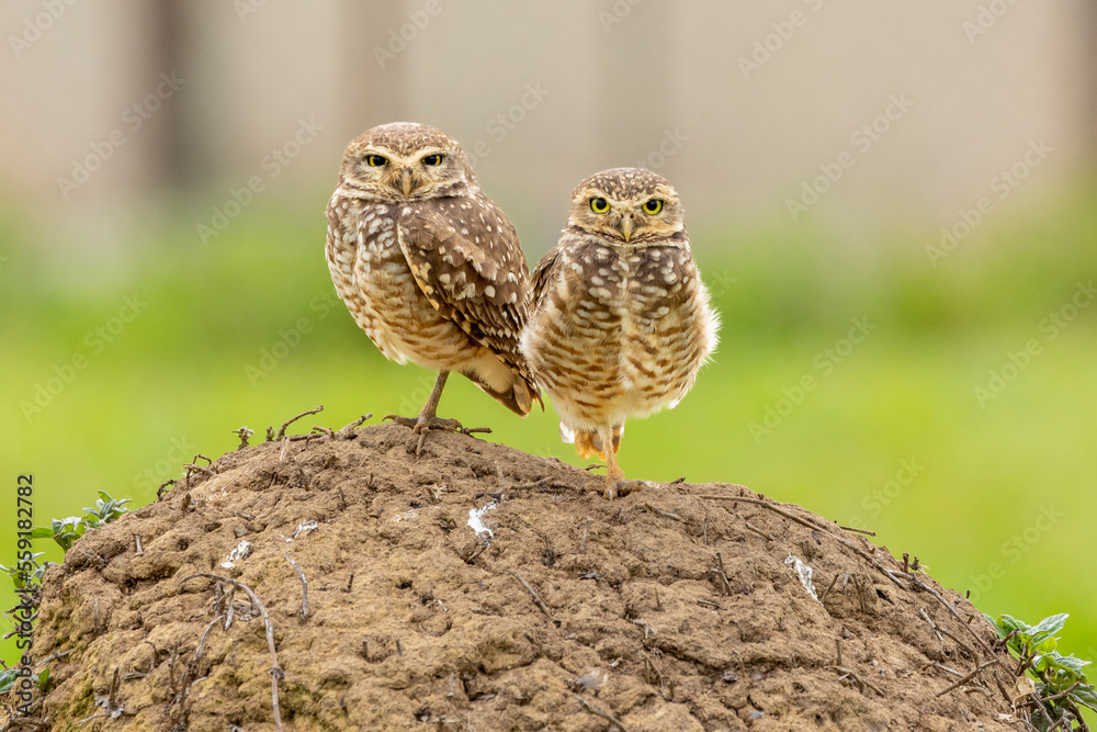 The couple of Burrowing Owl or Luck owl on top of a termite mound. Species Athene Cunicularia ...