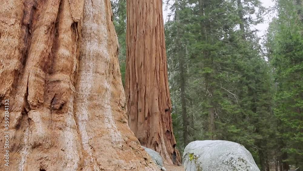 Sequoias. Giant Sequoia Tree in Sequoia National Park, California. Tilt ...