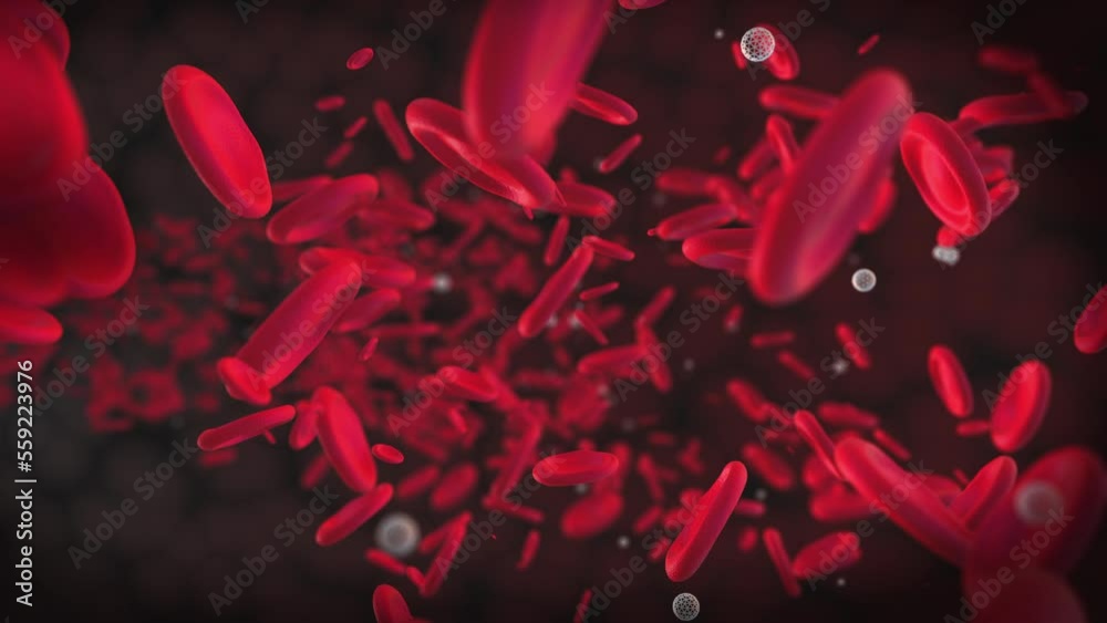 Moving blood cells are erythrocytes. 3D animation of red round ...