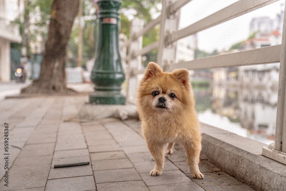 In Hanoi, Vietnam, a dog on the sidewalk in the Truc Bach and Ngu Xa ...