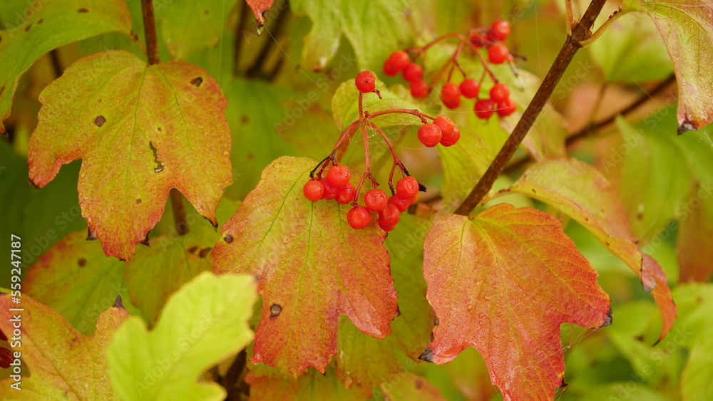 Enlarged image of the beautiful red fruits of viburnum. Viburnum rose ...