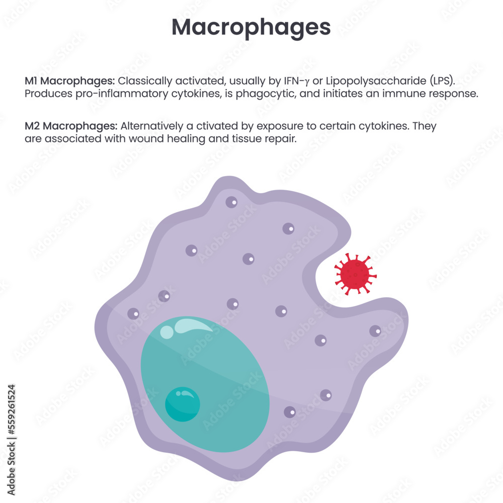 Macrophage monocyte white blood cell vector illustration graphic Stock Vector | Adobe Stock
