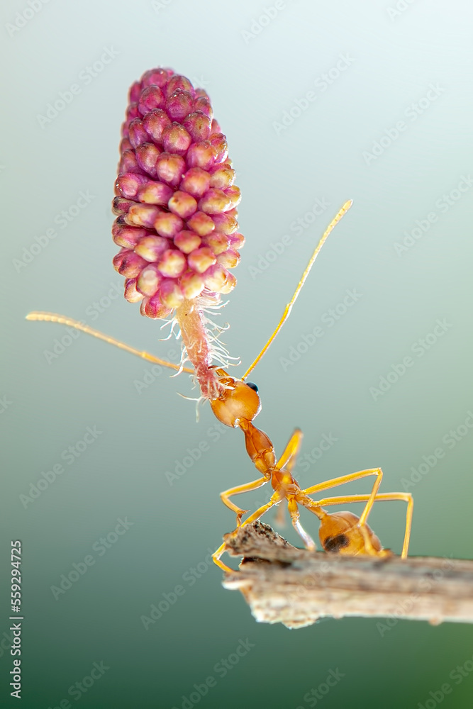 Red ant lifting, Strong Ants, Ant carrying in tropical garden Stock ...