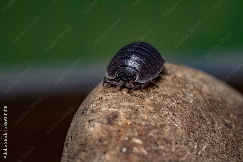 oniscídeos, conocidos vulgarmente como cochinillas de la humedad ...