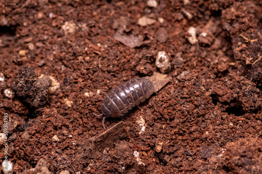 oniscídeos, conocidos vulgarmente como cochinillas de la humedad ...