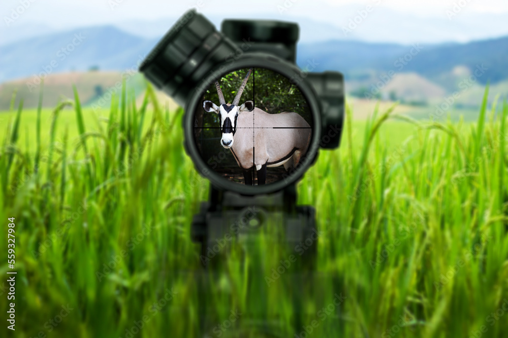 Bolt action sniper rifle hunting aiming on deer hunting. Image of a rifle scope sight used for ...