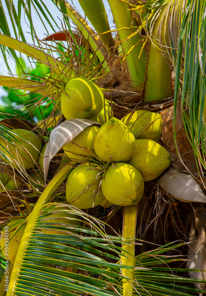 Coconuts on a palm tree. Fruits of coconuts grow on a tree. Harvest of ...