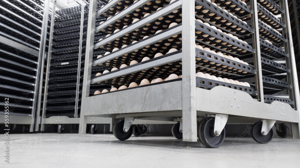 Chicken eggs in the trolley, are eggs that are ready to be hatched into ...