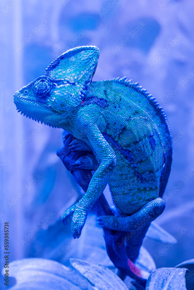 The blue chameleon Chamaeleonidae is a family of lizards that can ...