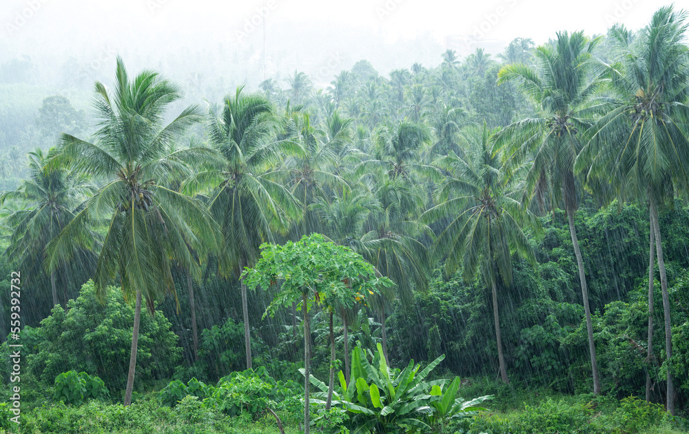 Tropical landscape of a coconut grove under heavy rain during the ...