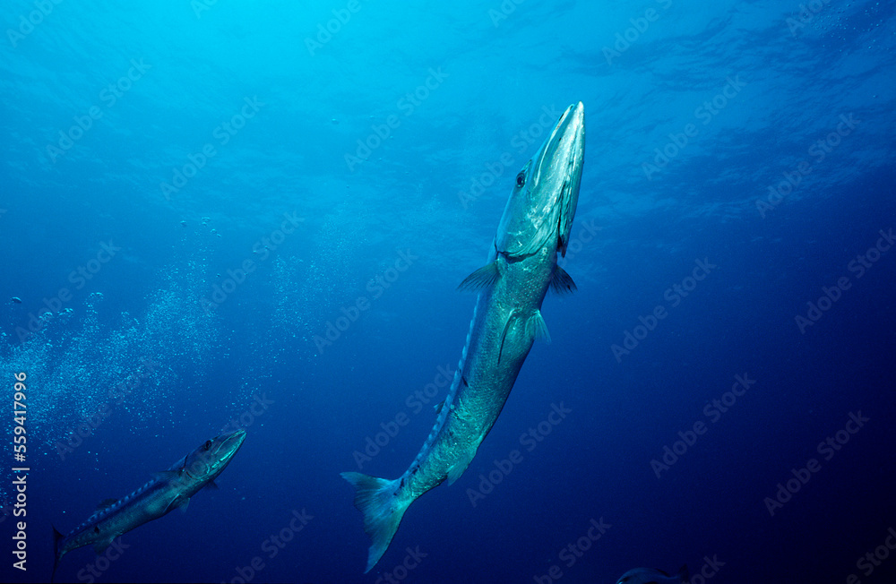 Great Barracuda, Sphyraena barracuda, Burma, Myanmar, Birma, Indian ...