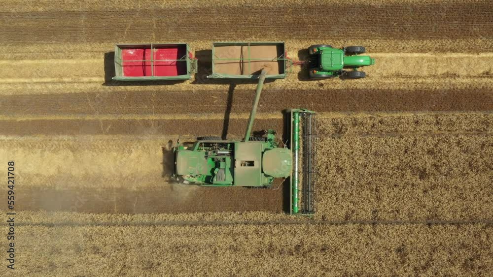 Aerial top view over harvester, combine as harvest mature wheat and ...