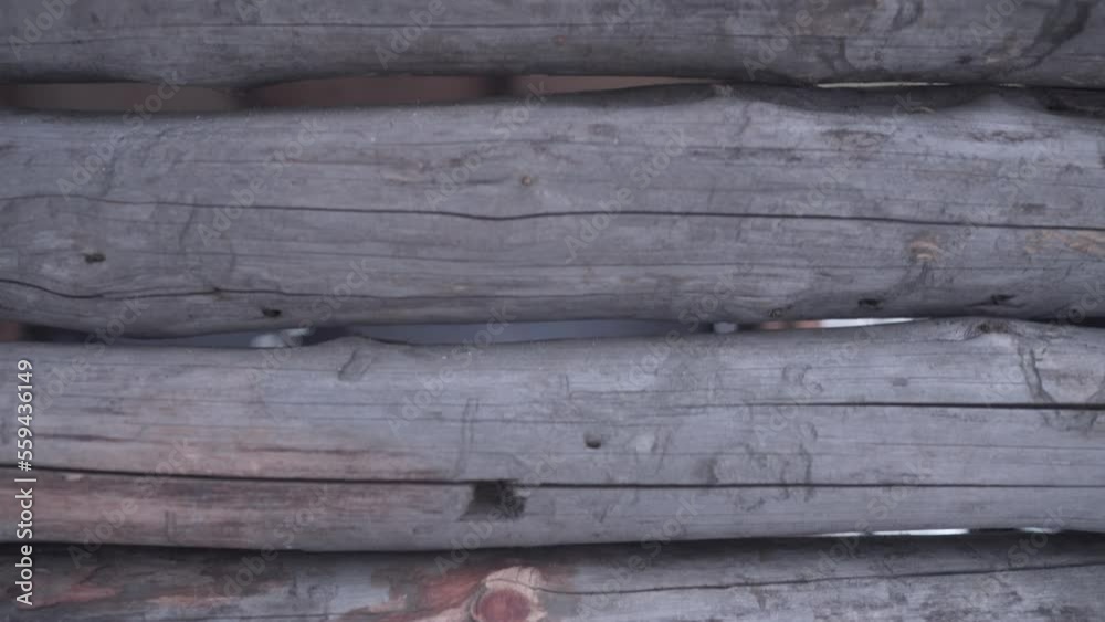Pine Trunks Wooden Wall. Wood Texture. Structure of a Wall From Wooden ...